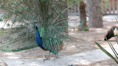 Peacock With Open Wings Stock Footage Video Of Beauty 72719022