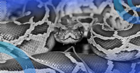 Best Python IDEs And Code Editors Available Built In