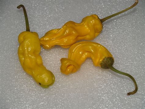 Peter Pepper Yellow (Острый перец Петер Пеппер Еллоу)
