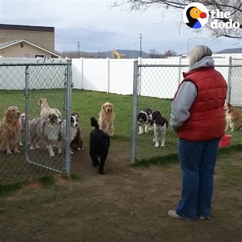 იუმორინას მონაწილეები ელოდებიან საკუთარ რიგს Coub