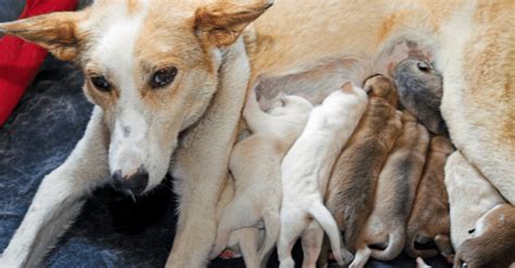 Can A Neutered Dog Impregnate A Female Heres The Answer — Used Vet