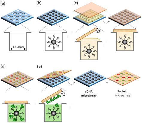 Microarrays Free Full Text Microintaglio Printing For Soft