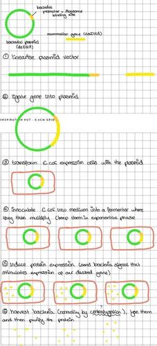 Lecture 5 Flashcards Quizlet Lecture 5 Flashcards Quizlet