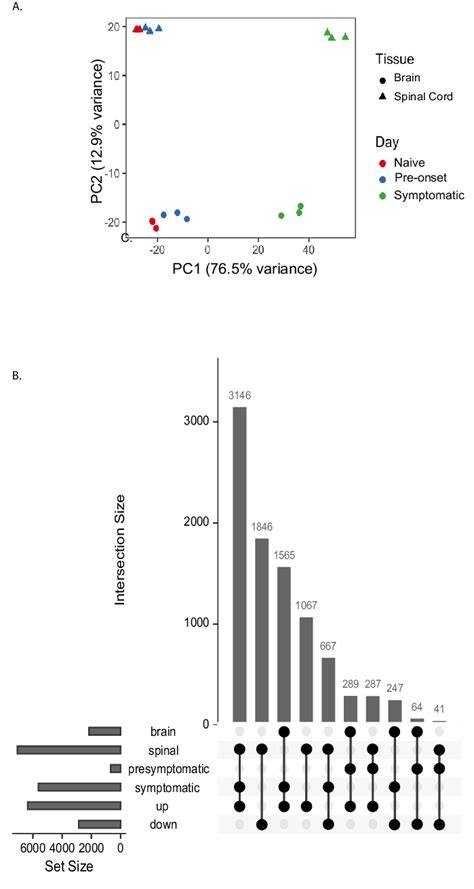 The Rna Transcriptome In Heterogeneous Between The Brain And The Spinal