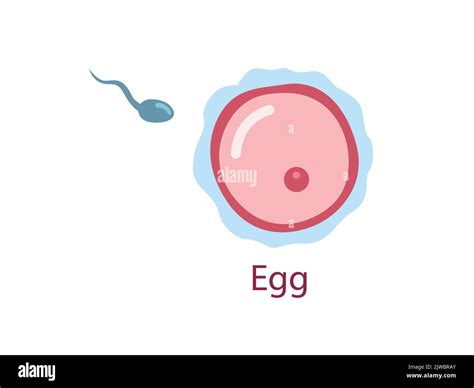 Ovule With Sperm Female Fertility Cell Oocyte Woman Reproductive System The Stage Of
