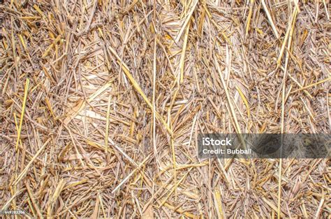건조 밀 짚 손바닥 텍스처 소박한 배경 나뭇잎 곡물 및 다른 야생 초원 허브 마른 건초 0명에 대한 스톡 사진 및 기타 이미지 0명 가을 갈색 Istock