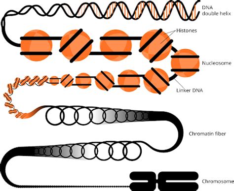 Linker Dna Preferential Interaction Of The Core Histone Tail Domains
