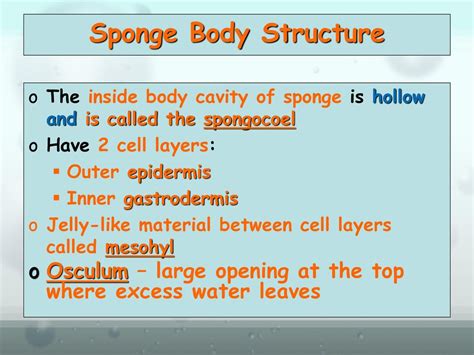 Phylum Porifera The Sponges Ppt Download