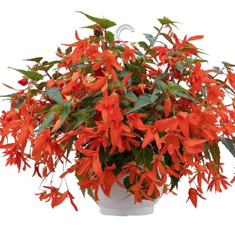 Begonia Seeds Trailing Begonia Plants Wax Leaf Begonias