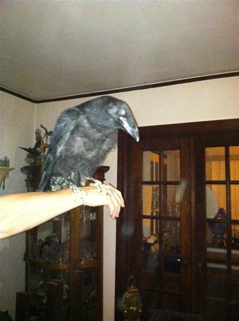 Meet Edgar A Fledgling Raven We Rescued From A Dumpster Hes Doing Fine Now R Aww