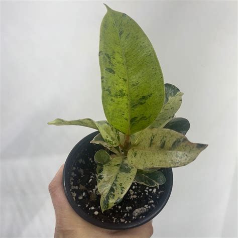 Ficus Shivereana Moonshine The Little Big Plant Co