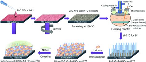 Scheme 1 Scheme Showing Ua Biosensor Fabrication Procedure Download