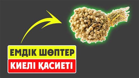 Жантақ, Адыраспан, Жусанның емдік қасиеті, Киелік өсімдіктер ме, Керек ...