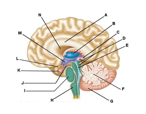 Aandp Final Saggital View Brain Diagram Diagram Quizlet