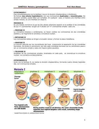 Meiosis Y Gametogénesis Pdf