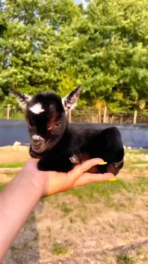 Tan Lindas Las Cabras Bebés Lastima Que Su Carne Es Tan Rica Rcarola