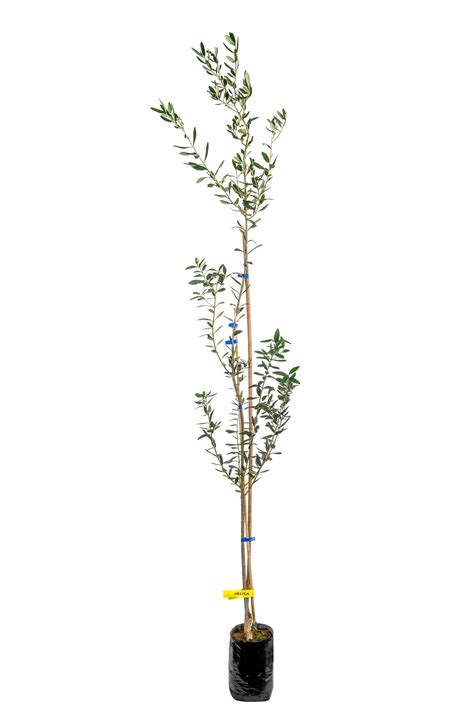 Oblica Botanica Heritage