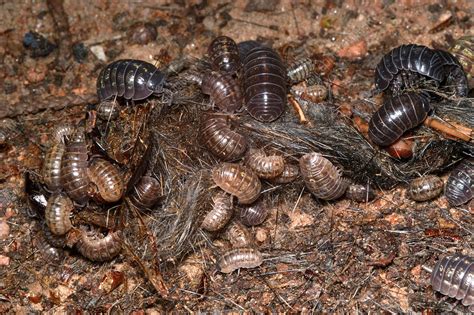 Pill Bugs Stock Image Z2300167 Science Photo Library