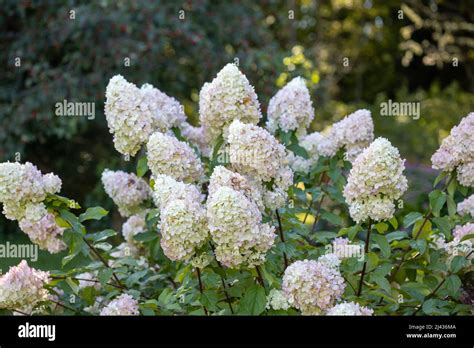 Hydrangea Paniculata The Panicled Hydrangea Is A Species Of Flowering