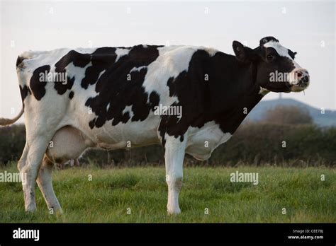 Holstein Friesian Cattle Black And White At Brue Valley Farm In