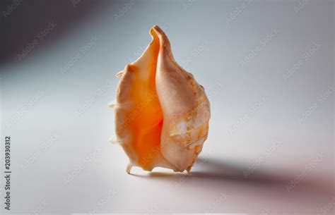 Shell Of The Sea Shaped As Female Genital Organs Vagina Stock Photo Adobe Stock