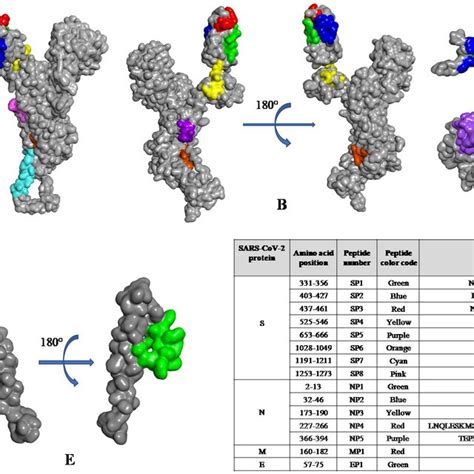 Mapping Of Linear B Cell Epitopes On The Three Dimensional Structure Of
