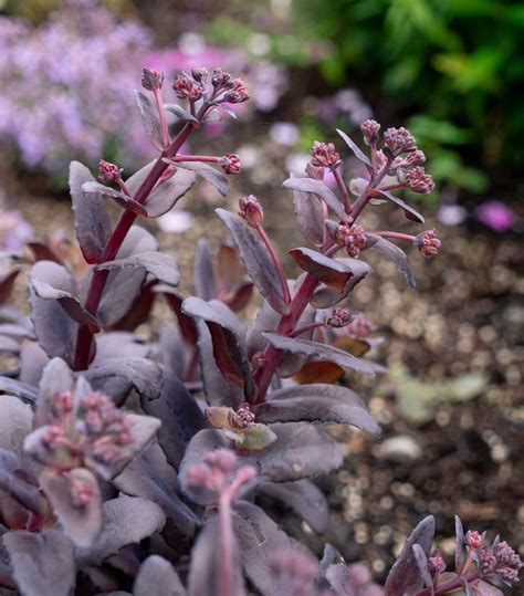 Sedum X Puff Pastry™ Raspberry Stonecrop From Prides Corner Farms