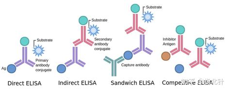 ELISA实验原理步骤注意事项示例图 知乎