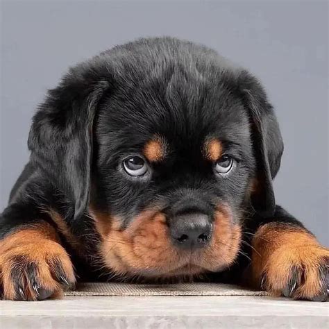 Rottweiler Puppies 動物 可愛い かわいい