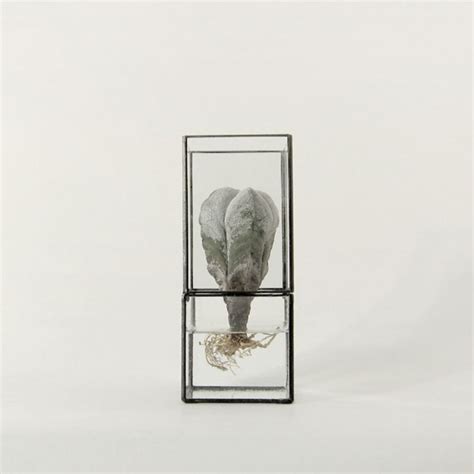 1012 Terra Glass Terrariums Plantas Jardines Verde