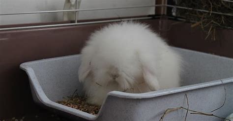 Meet Fibonacci Imgur