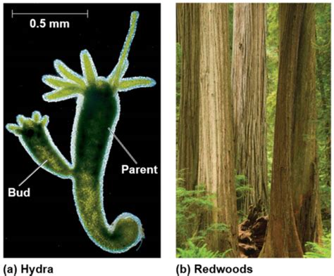 Chapter 13 Meiosos And Sexual Life Cycle Bio Flashcards Quizlet