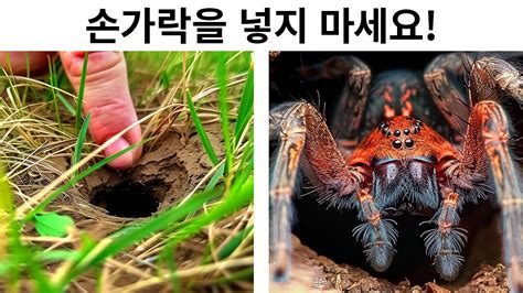 이 구멍에는 절대 만나고 싶지 않은 것이 숨어 있어요 Youtube