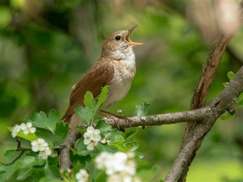 Common Nightingale Facts Critterfacts