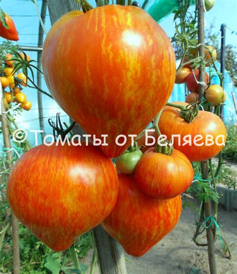 Томат Козула 96 • Описание, Отзывы, фото, семена, купить-Томат32