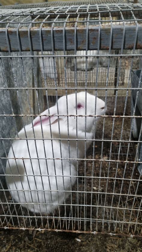 მარწყვის სასათბურე მარწყვის სასათბურე მეურნეობა