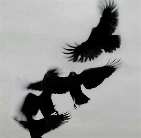 Sloane Sutherland Butcher And Blackbird In 2025 Black Bird Book Background Black Aesthetic