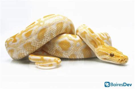 Hướng dẫn background white matplotlib trong Python