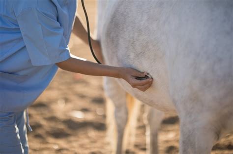 Physitis In Young Horses Causes Signs Diagnosis And Treatment Mad Barn