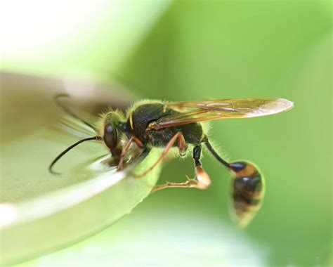 Predator Wasp Devourers Of Pests And Caterpillars