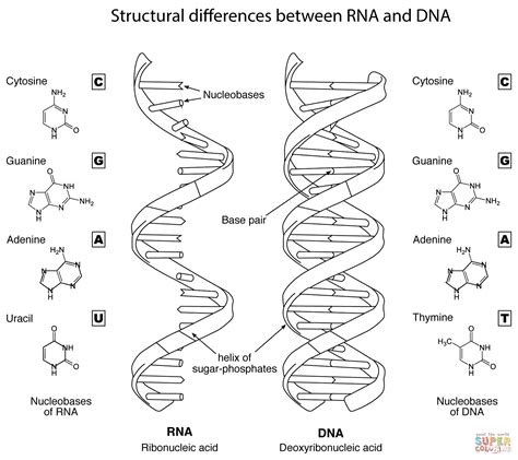 Dna And Rna Difference Vivianarophays