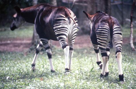 World Okapi Day — Okapi Conservation Project