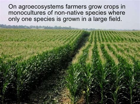 Biodiversity And Monocultures