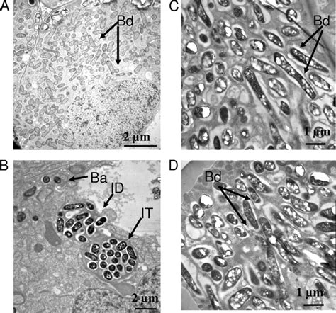 Baca Is Essential For Bacteroid Development In Nodules Of Galegoid But
