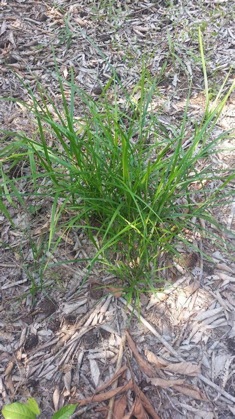 Warisan Petani Pokok Sendayan