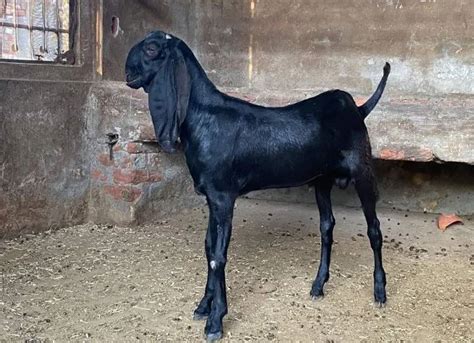 Beetal Goat At ₹ 330 Kg Beetal Goats In Pushkar Id 2854319006291