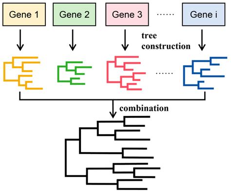 common methods for phylogenetic tree construction and their