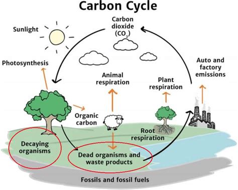 Why Are Decomposers Important For Ecosystems Outlife Expert