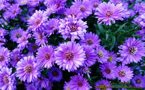 Purple Flowers Wallpapers Wallpaper Cave