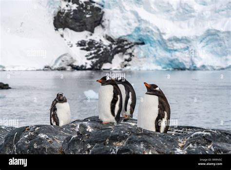 Penguins In Antarctica Stock Photo Alamy